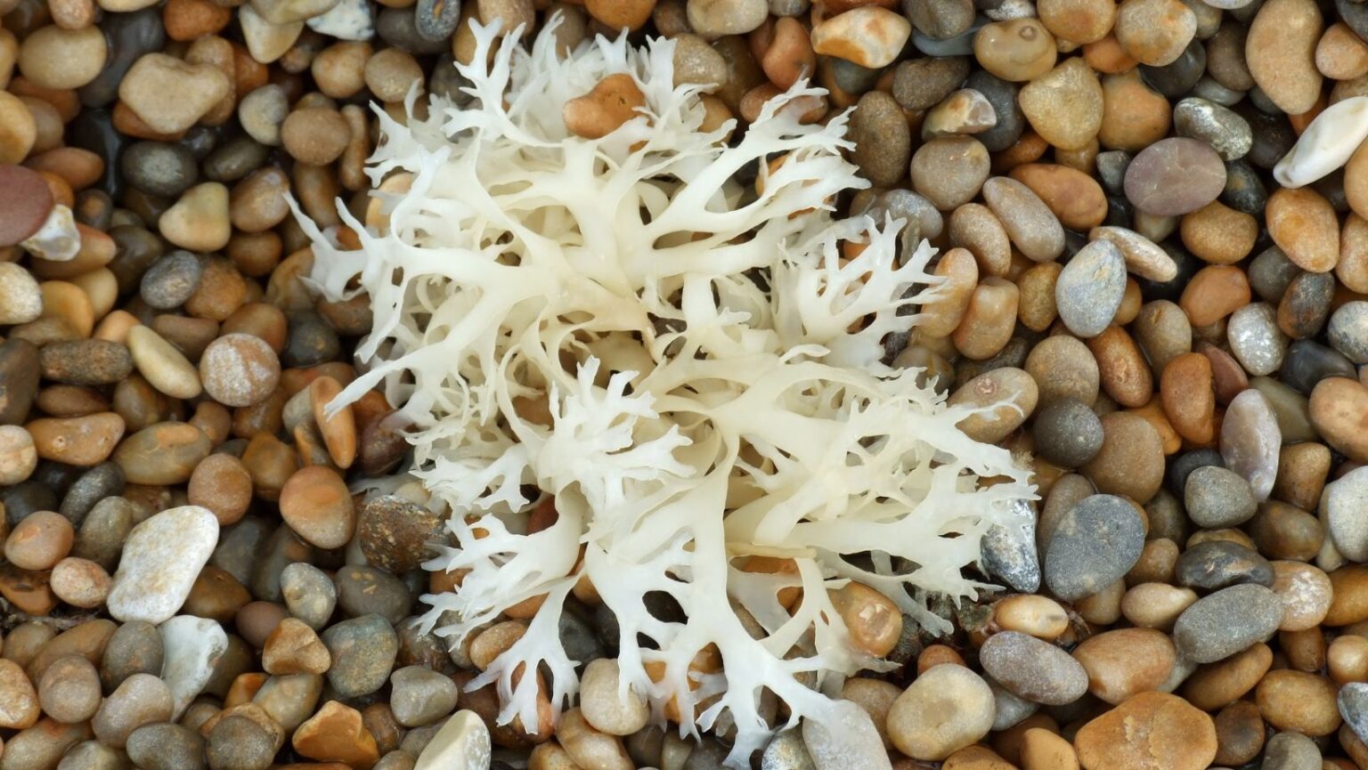 The Science Behind Sea Moss and Its Iodine-Rich Properties - Lotsofpower